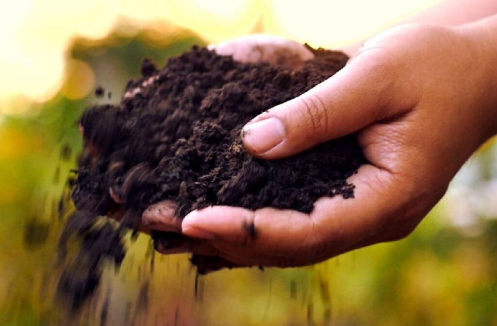 Le Monde – Biochar, carbon sink and energy source - Kouros